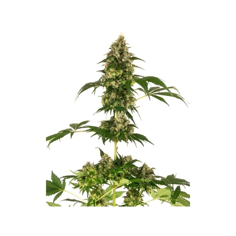 Comprar Semillas Sensi Seeds Feminizadas Baratas Online