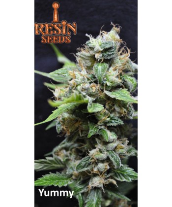 Resin Seeds ® Semillas de ALTA calidad | Envíos en 24 h