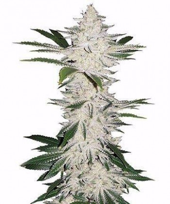 Semillas Old School Seeds Feminizadas | Semillas Baratas